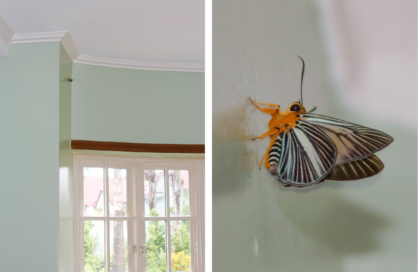 Should you get rid of hairy caterpillars (higad) in your herb ...