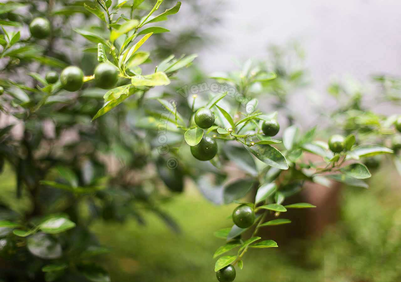 Calamansi (kalamansi)