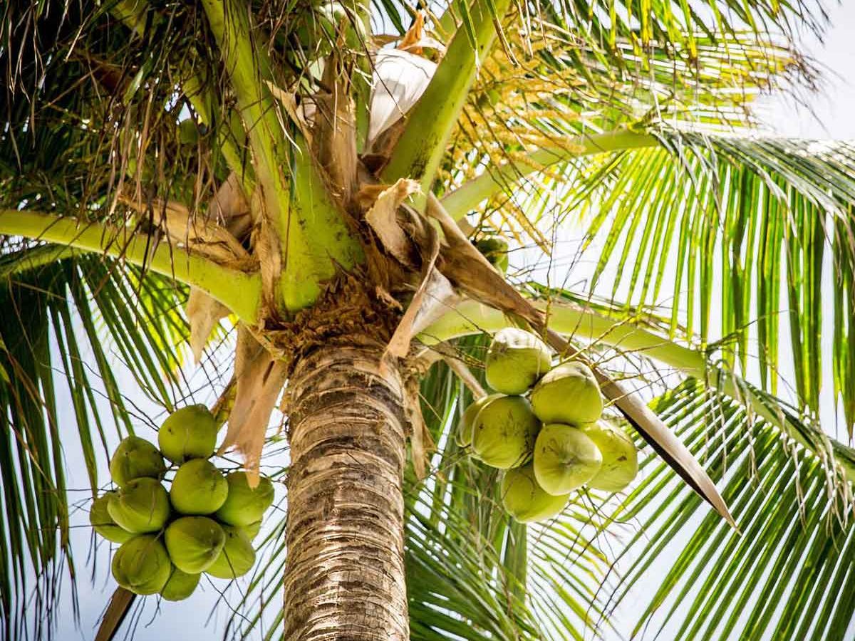 Steamed whole tilapia with ginger, chilies and scallions