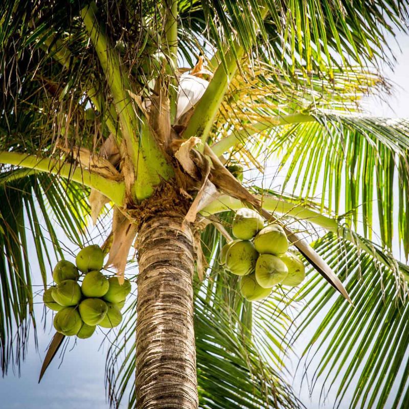A guide to coconuts for eating, drinking and cooking