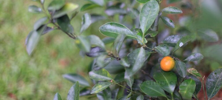 What’s the difference between dalandan and dalanghita?