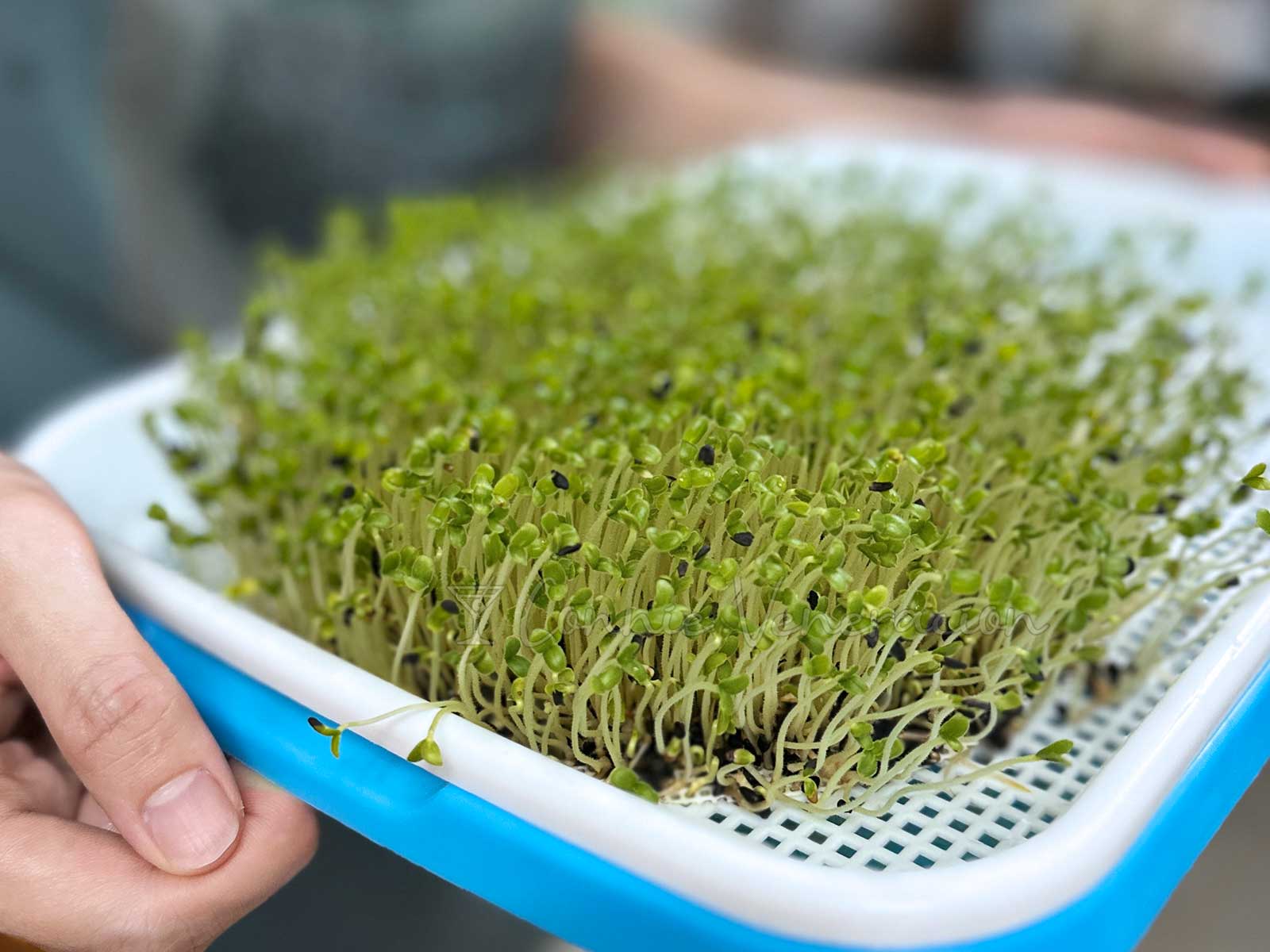 Let me describe the flavors of sesame sprouts