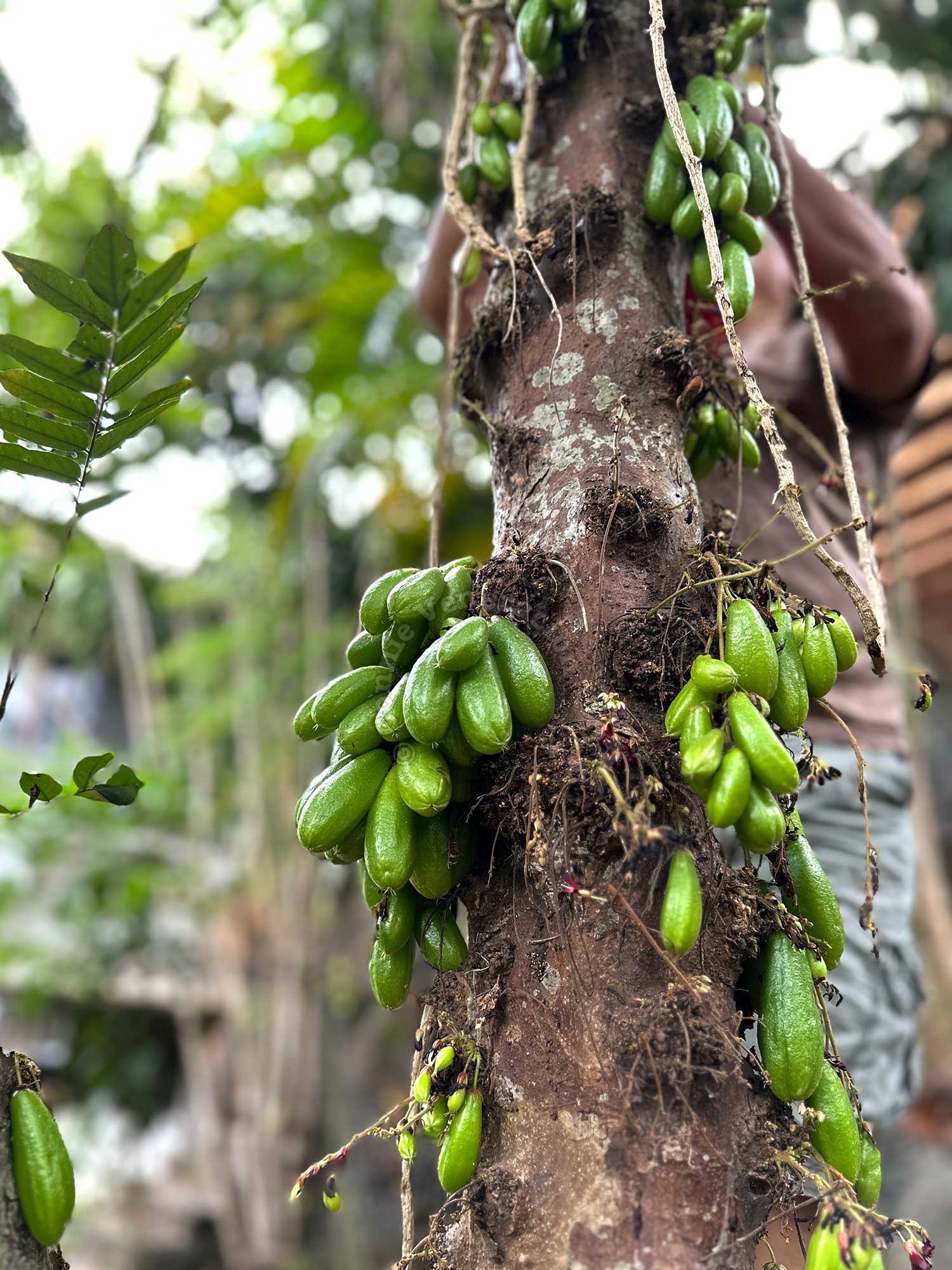 Averrhoa bilimbi (kamias)